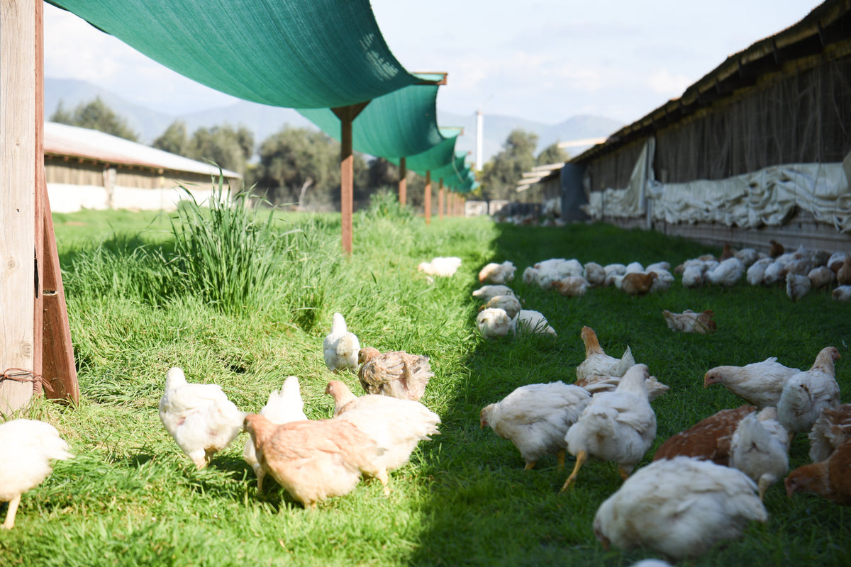 Pitman Family Farms – Cream Co. Meats