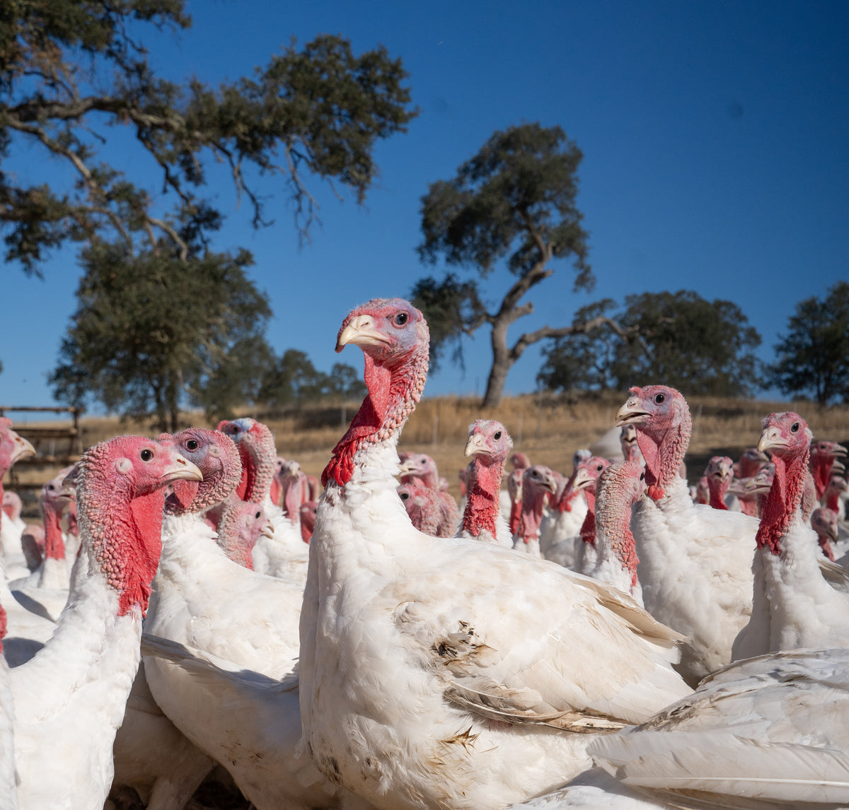 PT Ranch – Cream Co. Meats